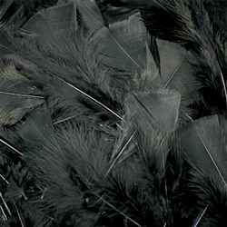 Feathers | CleverPatch - Art & Craft Supplies