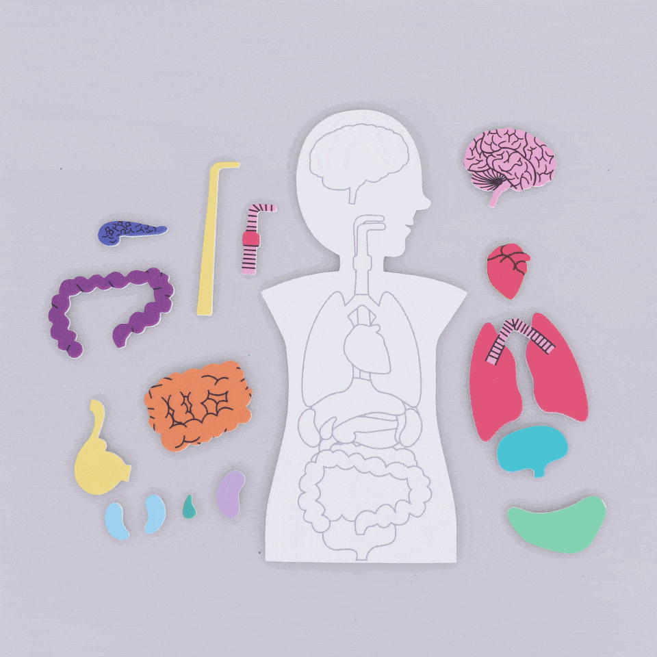 Foam Human Body Diagram CleverKit - CleverPatch | CleverPatch - Art ...