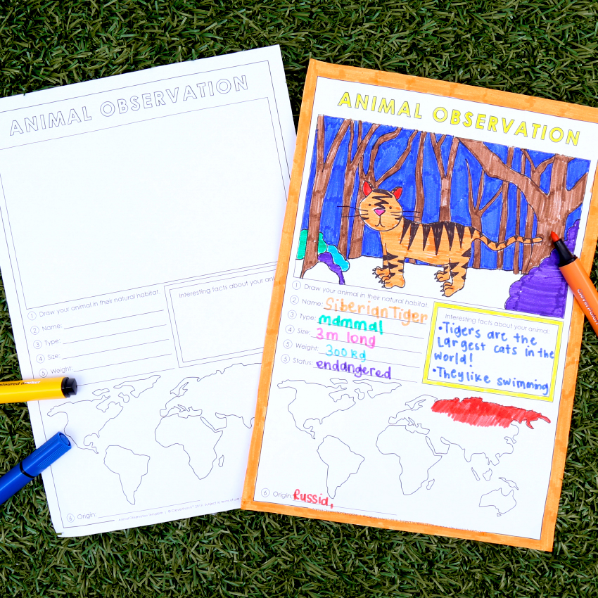 Animal Observation | Paper & Card - CleverPatch | CleverPatch - Art ...