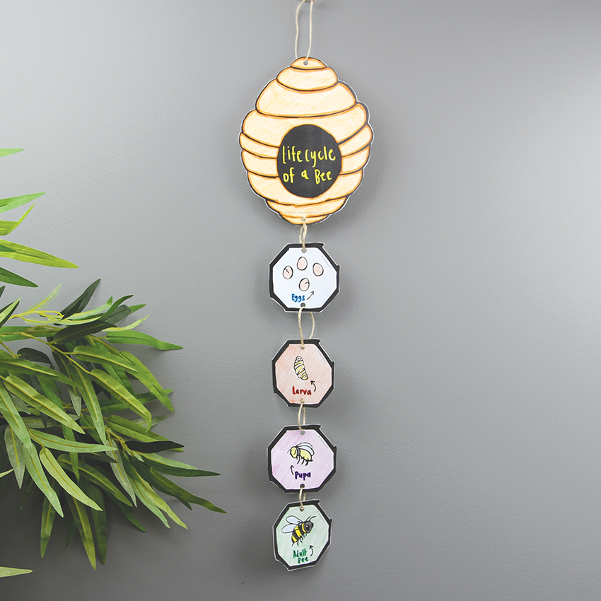 Life Cycle of a Bee - CleverPatch | CleverPatch - Art & Craft Supplies