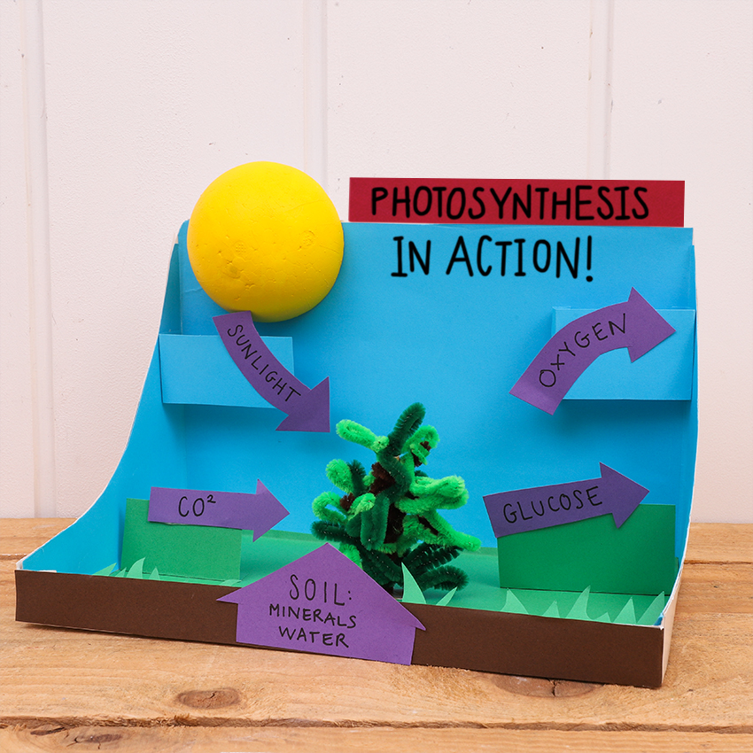 STEAM: Photosynthesis Diorama | Paper & Card - | CleverPatch - Art ...