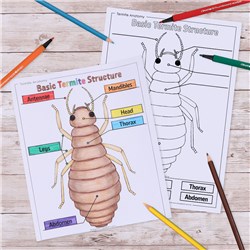 STEAM (STEM) Craft Ideas | CleverPatch - Art & Craft Supplies