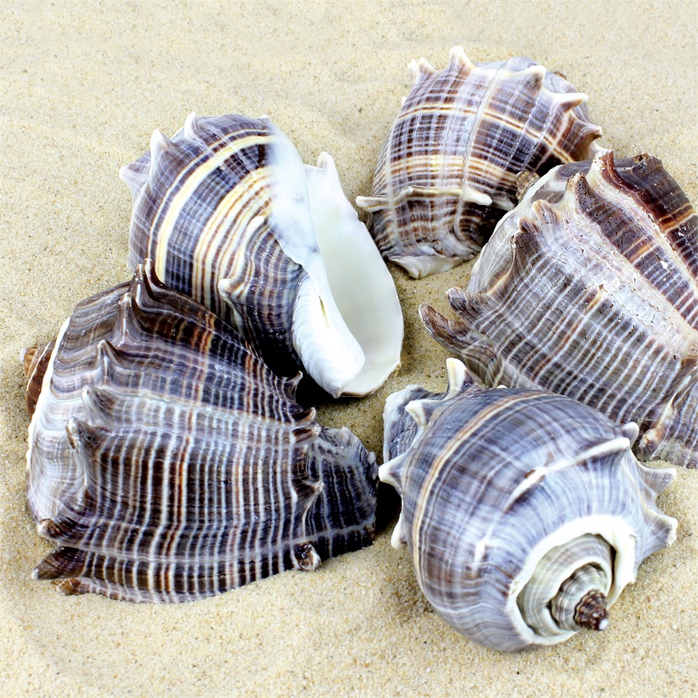 Melo Melogena Shells - Pack of 5 | Wood | CleverPatch - Art & Craft ...