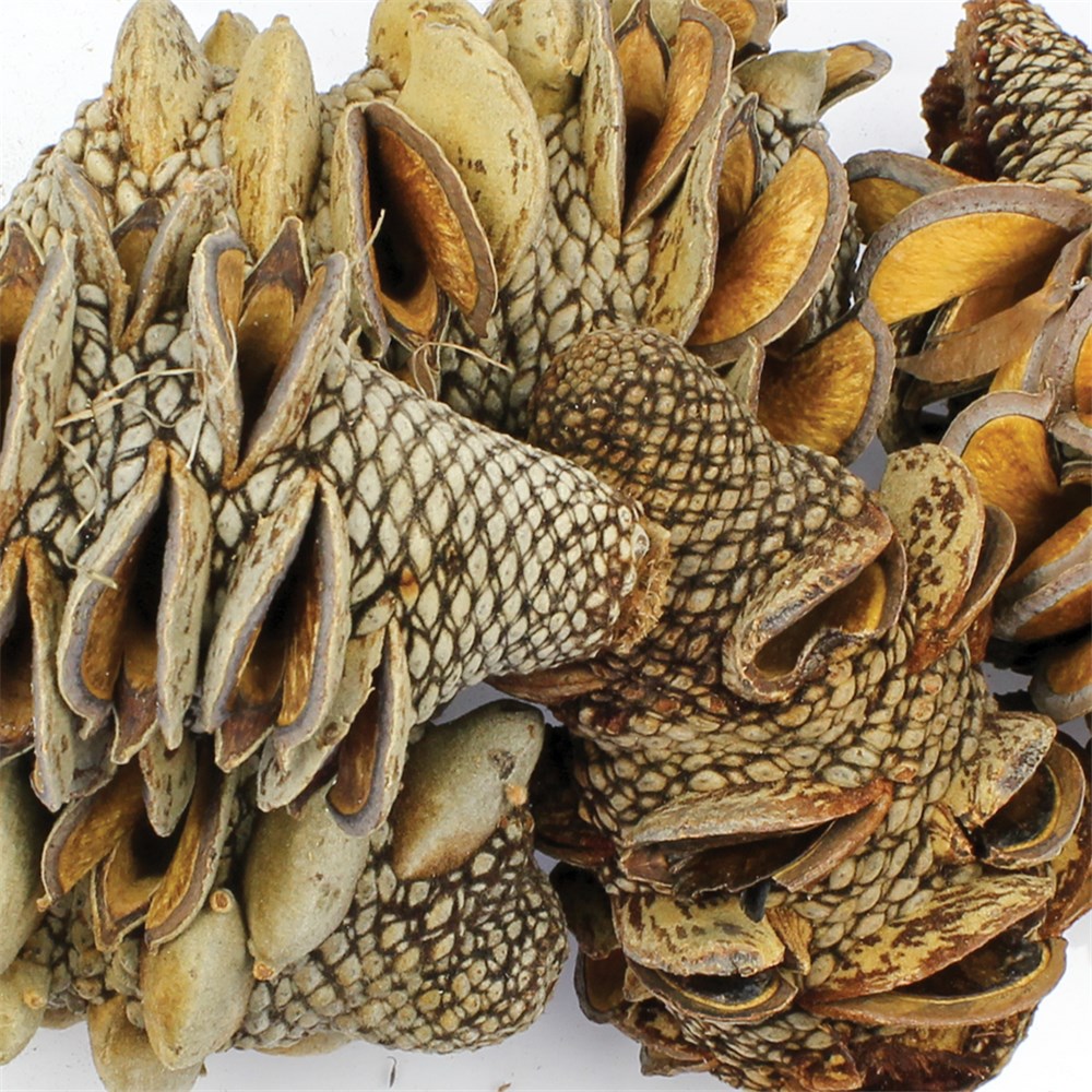 Menziesii Cones - Pack of 5 | Botanicals | CleverPatch - Art & Craft ...