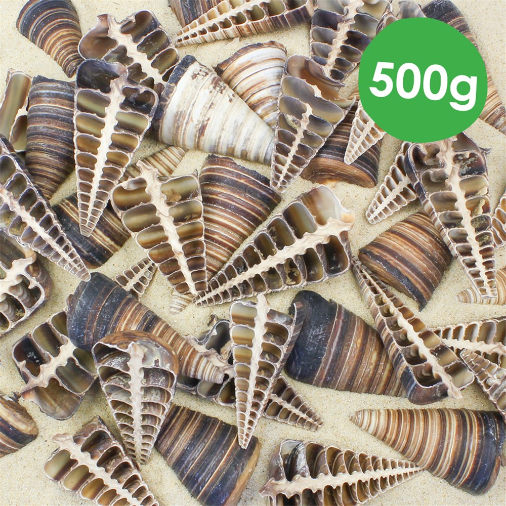 Telescopium Half Shells - 500g Pack | Botanicals | CleverPatch - Art ...