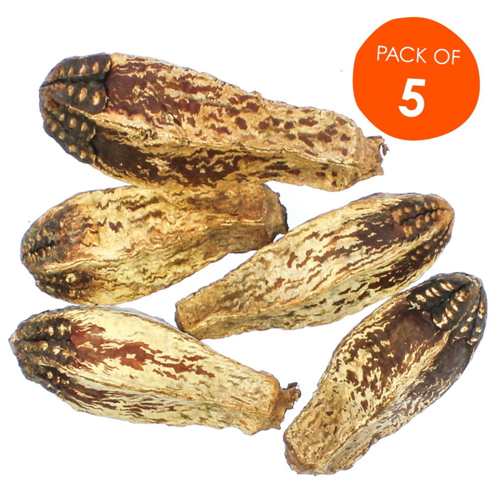 Mahogany Pods - Pack of 5 | Botanicals | CleverPatch - Art & Craft Supplies