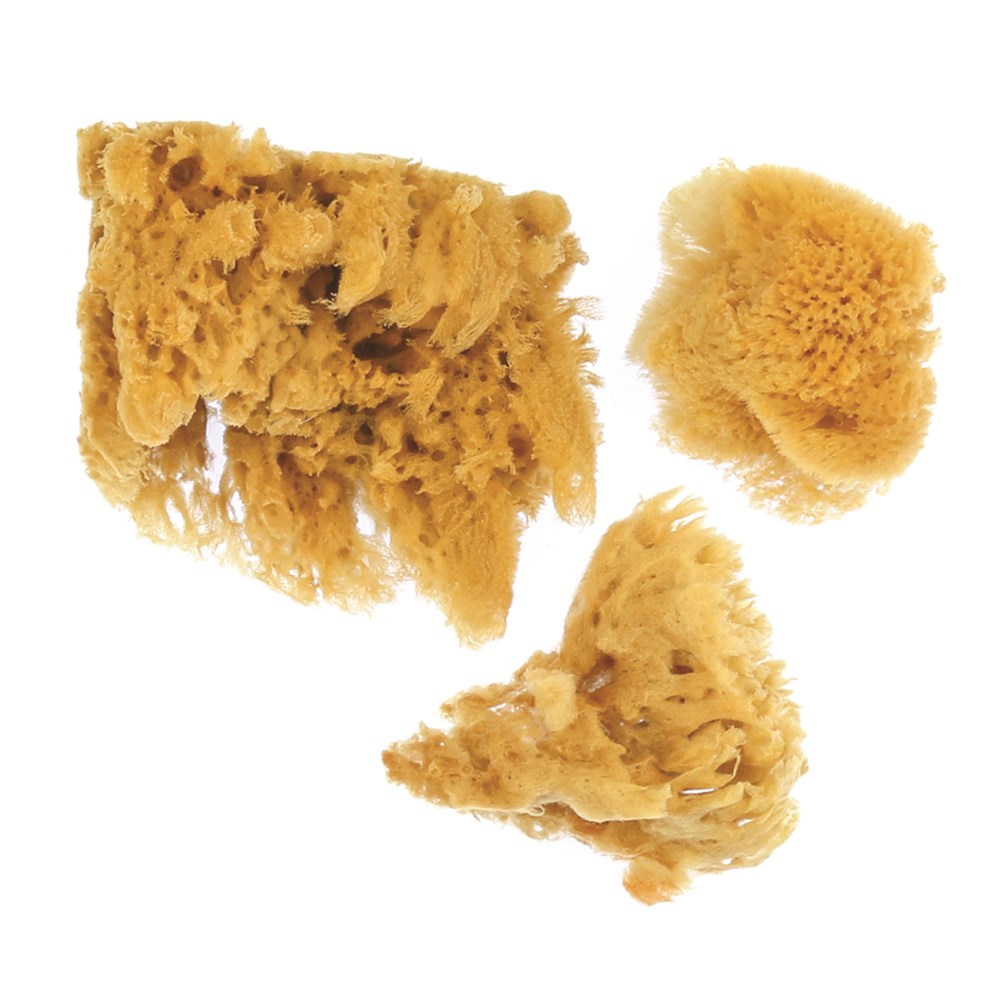Natural Sea Silk Sponge - Assorted - Pack of 3 | Sponges & Stampers ...