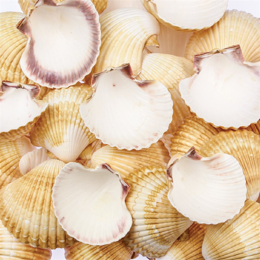 Cockle Cup Shells - 1kg Pack | Botanicals | CleverPatch - Art & Craft ...