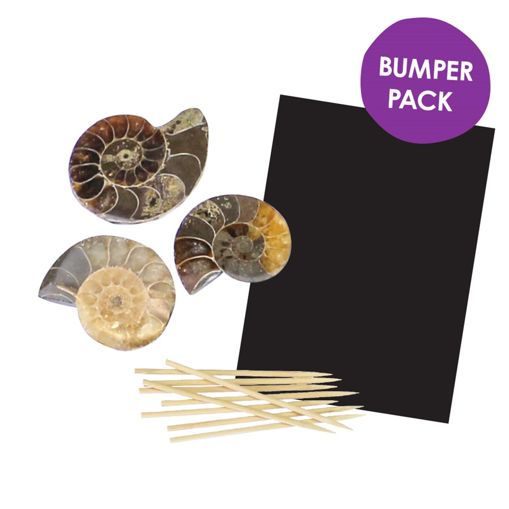 Fossil Art Bumper Pack | Bumper Packs | CleverPatch - Art & Craft Supplies