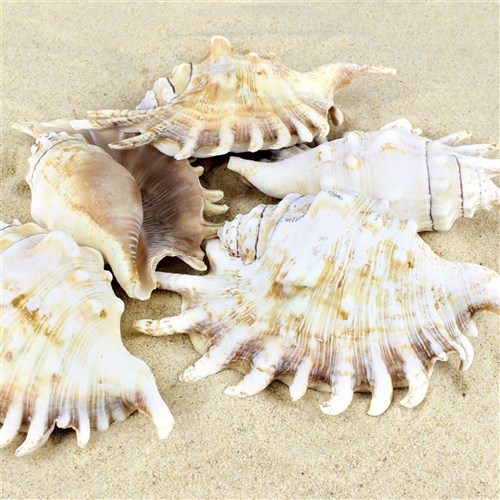 Lambis Millipeda Shells - Pack of 5 | Sea Animals & The Ocean ...